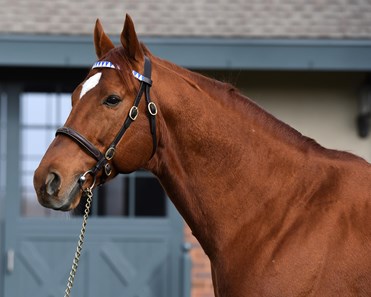 Animal Kingdom - Horse Profile - BloodHorse