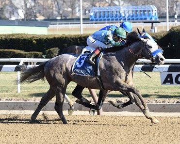 Caledonian - Horse Profile - BloodHorse