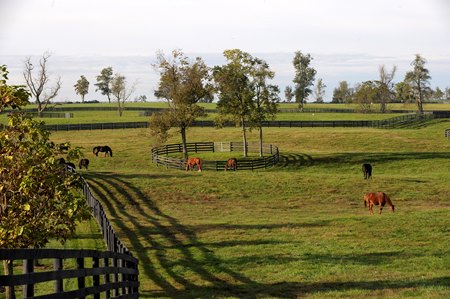 WinStar Farm Earns First Outstanding Breeder Eclipse - BloodHorse