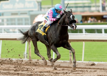Midnight Storm - Horse Profile - BloodHorse