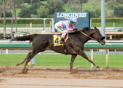 Midnight Storm - Horse Profile - BloodHorse