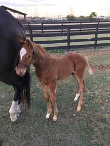 Chitu - Horse Profile - BloodHorse