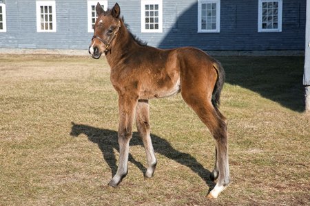 Japan Gets a NY Filly as His First Foal - BloodHorse