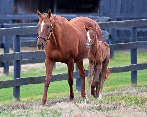 Love the Chase Foals Tapit Half to 'Chrome' - BloodHorse