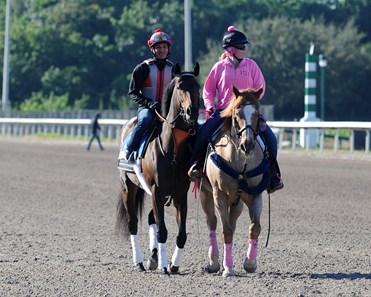 Semper Fortis - Horse Profile - BloodHorse