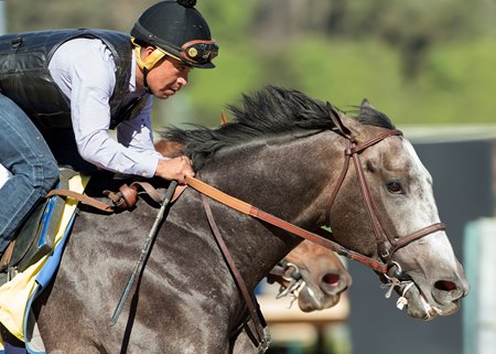 Arrogate Named 2016 Longines World's Best Racehorse - BloodHorse