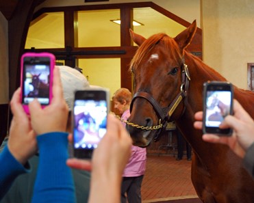 Smarty Jones - Horse Profile - BloodHorse