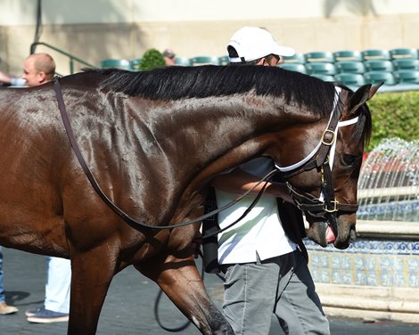 Neolithic to Stand at Pleasant Acres in Florida - BloodHorse