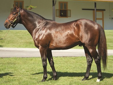 Orb - Horse Profile - BloodHorse
