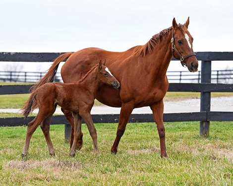Love the Chase Foals Tapit Half Brother to 'Chrome' - BloodHorse