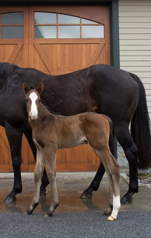 First Foal by Fast Anna Born in New York - BloodHorse
