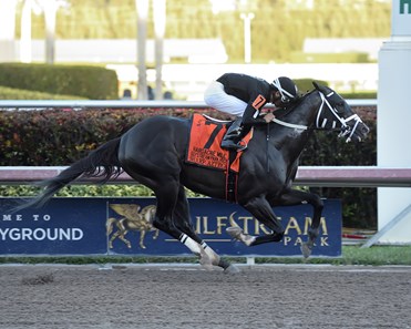 Sharp Azteca - Horse Profile - BloodHorse