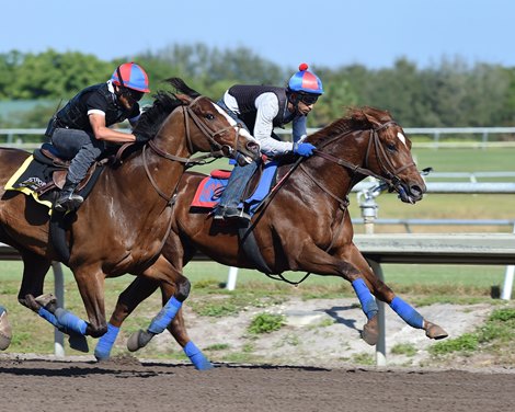Irish War Cry Aims to Regain Form in Wood Memorial - BloodHorse