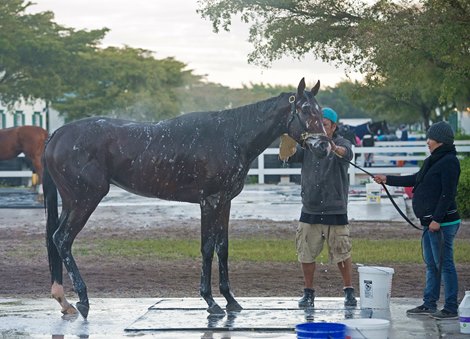 Irish War Cry, Classic Empire Look Forward - BloodHorse