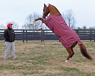 California Chrome - Horse Profile - BloodHorse