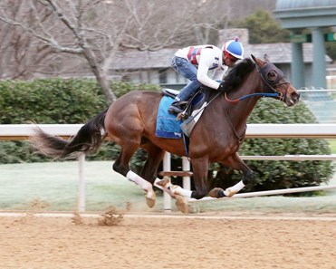 Lookin At Lee - Horse Profile - BloodHorse