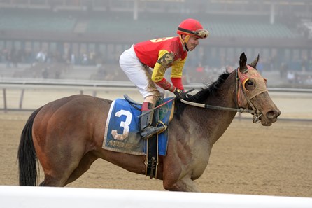 Yorkiepoo Princess - Horse Profile - BloodHorse