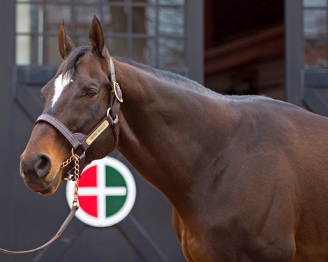 Empire Maker, Distorted Humor Progeny Thrive at Pimlico - BloodHorse