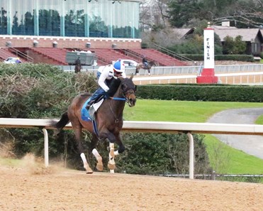 Lookin At Lee - Horse Profile - BloodHorse