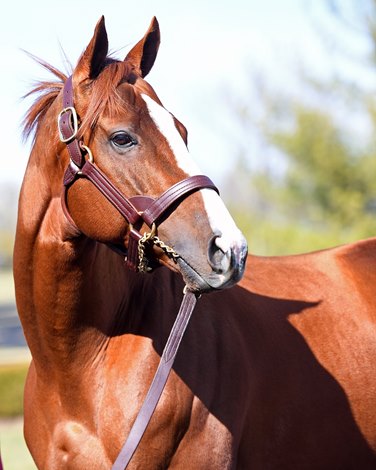 Taylor Made Stallions Launches Breeding Promotion - BloodHorse