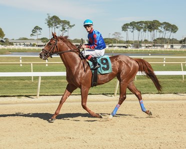 Sonic Boom - Horse Profile - BloodHorse