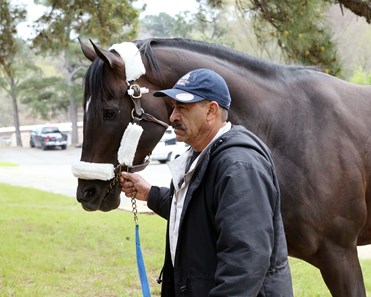 Mor Spirit - Horse Profile - BloodHorse