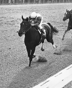 Ruffian: A Photographic Tribute - Slideshow - BloodHorse