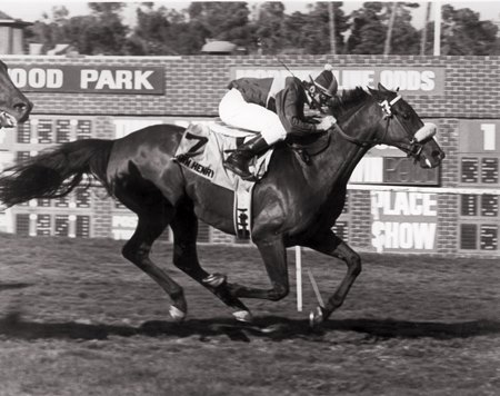 BackTrack: Turf Champ John Henry is Horse of the Year - BloodHorse