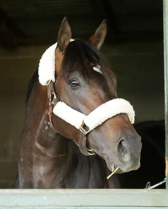 Mor Spirit - Horse Profile - BloodHorse