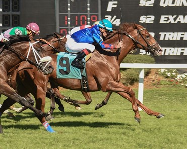 Sonic Boom - Horse Profile - BloodHorse