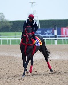 Sharp Azteca - Horse Profile - BloodHorse