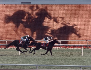 John Henry: A Photographic Tribute - Slideshow - BloodHorse