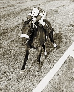 John Henry - Horse Profile - BloodHorse