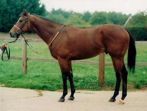 Danehill Dancer Euthanized Due to Old Age - BloodHorse