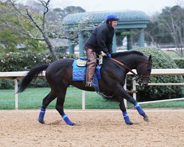 Mor Spirit - Horse Profile - BloodHorse