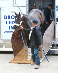 Mor Spirit - Horse Profile - BloodHorse