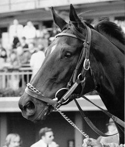 Ruffian: A Photographic Tribute - Slideshow - BloodHorse