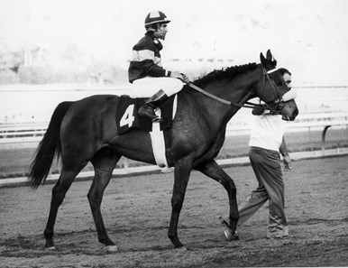 John Henry - Horse Profile - BloodHorse