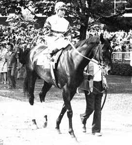 Ruffian: A Photographic Tribute - Slideshow - BloodHorse