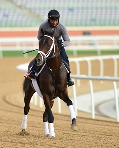 Neolithic - Horse Profile - BloodHorse