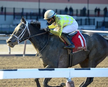 Sunny Ridge - Horse Profile - BloodHorse