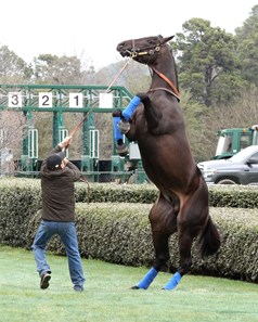 Mor Spirit - Horse Profile - BloodHorse