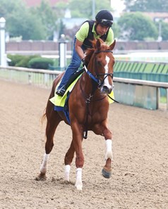 Hence - Horse Profile - BloodHorse