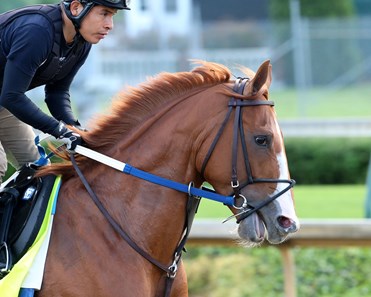 Hence - Horse Profile - BloodHorse