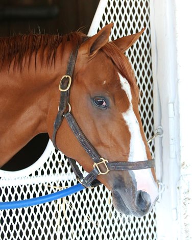 Hence Heads Field of Nine in Iowa Derby - BloodHorse