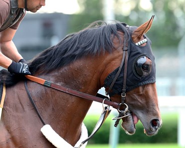 Irap - Horse Profile - BloodHorse