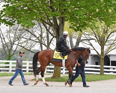 Irap - Horse Profile - BloodHorse
