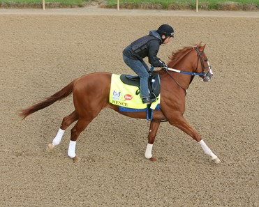 Hence - Horse Profile - BloodHorse