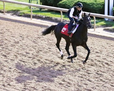 McCraken - Horse Profile - BloodHorse
