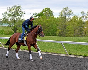 Irap - Horse Profile - BloodHorse